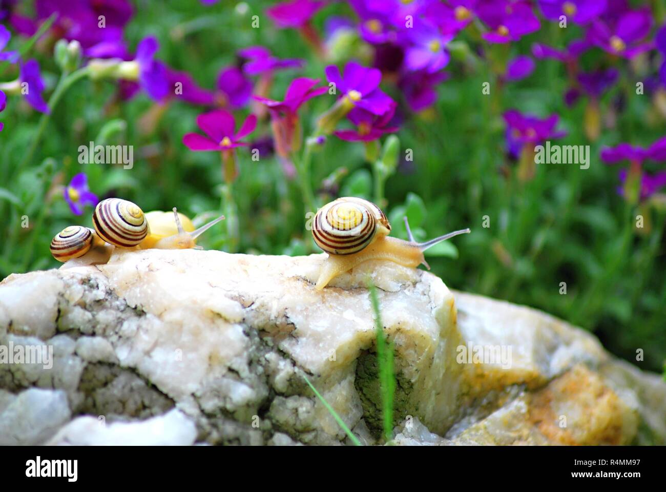 Couple of snails Stock Photo - Alamy