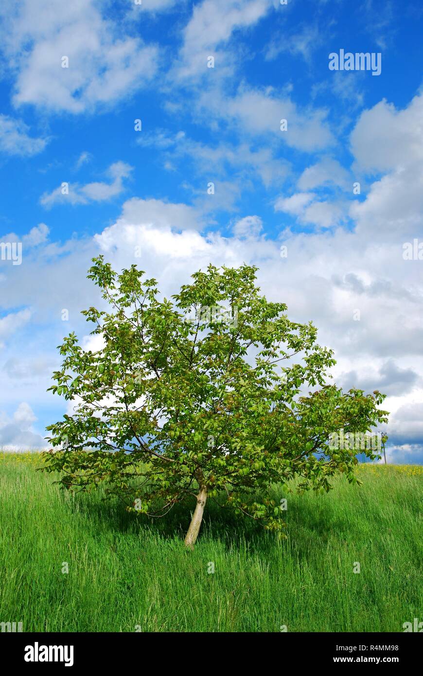 Tree and blue sky Stock Photo - Alamy