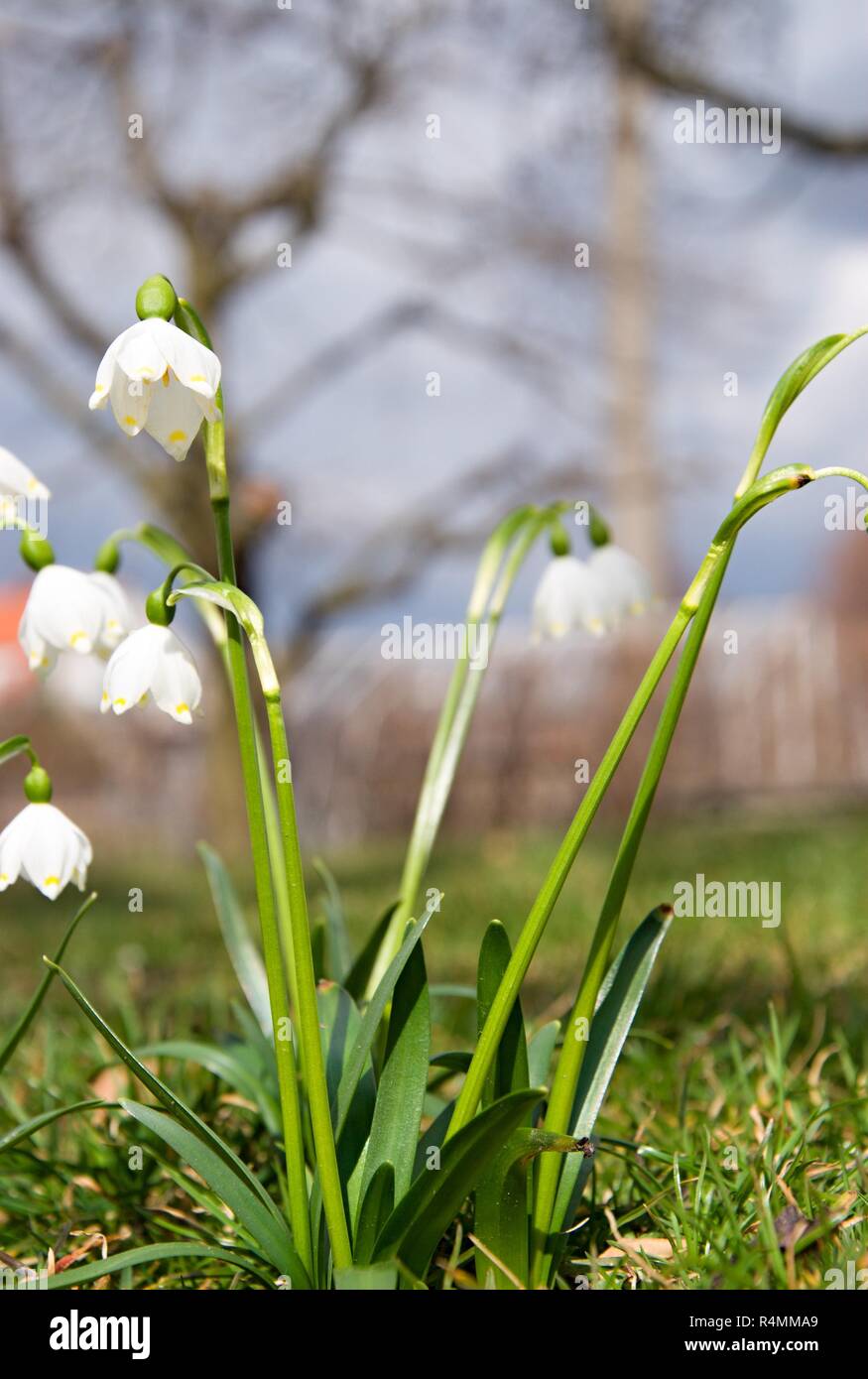 Snowflake at spring Stock Photo - Alamy