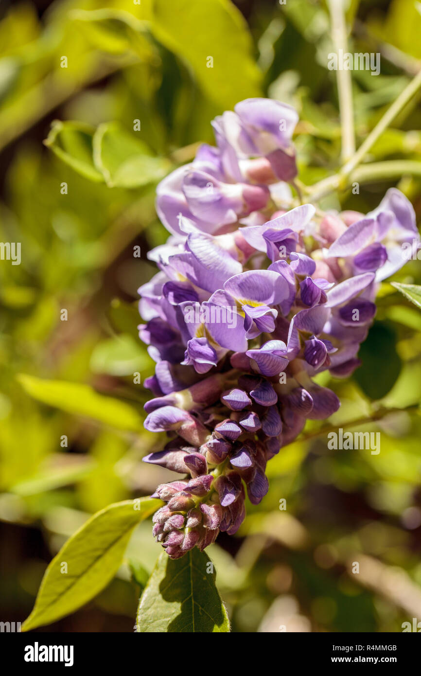 Wisteria Vine Leaves Stock Photos & Wisteria Vine Leaves Stock Images ...