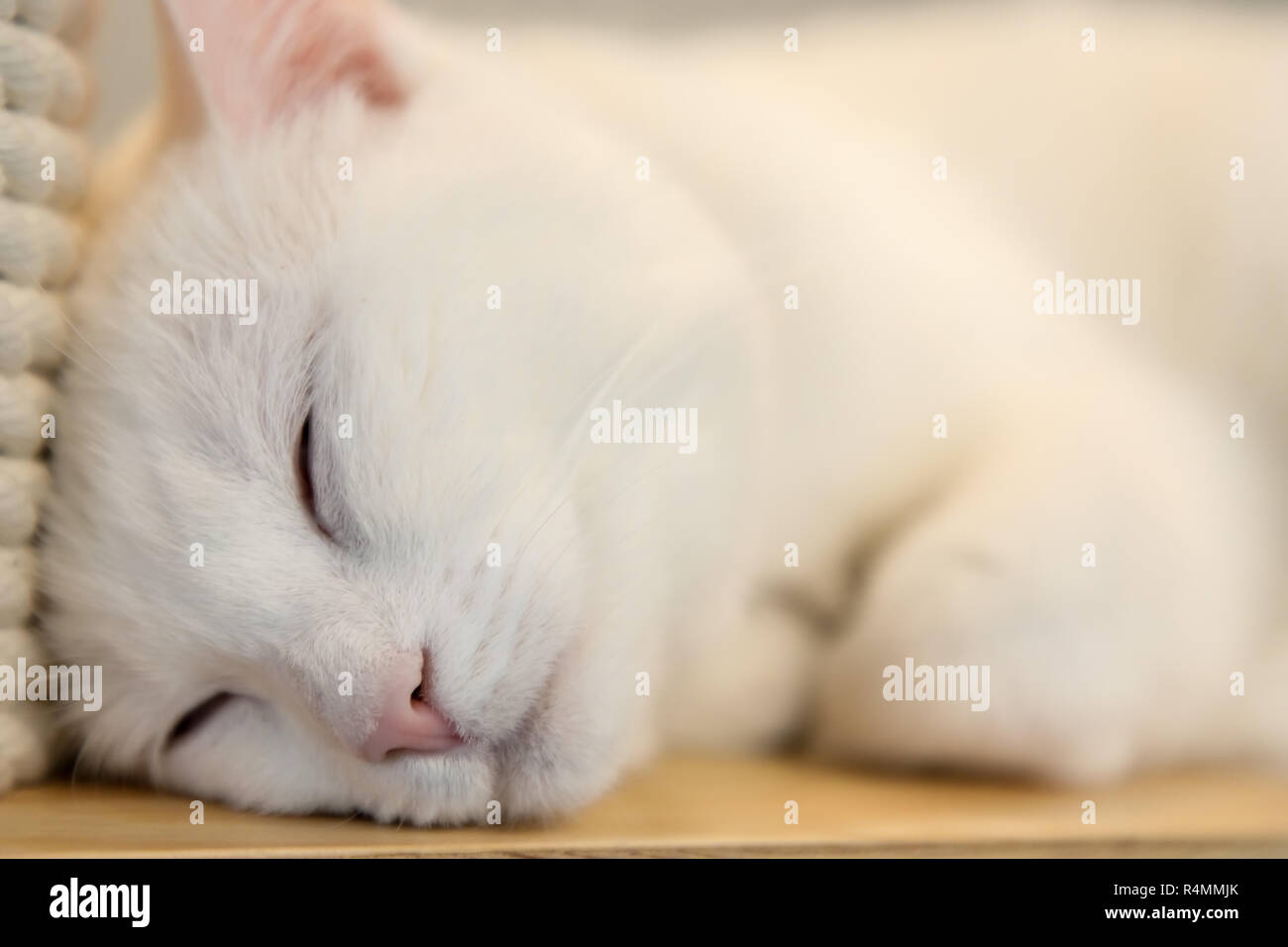 A total white cat is sleeping Stock Photo - Alamy