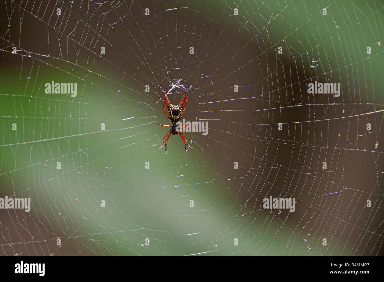 Spiny Bodied Spider in Its Web Stock Photo - Alamy