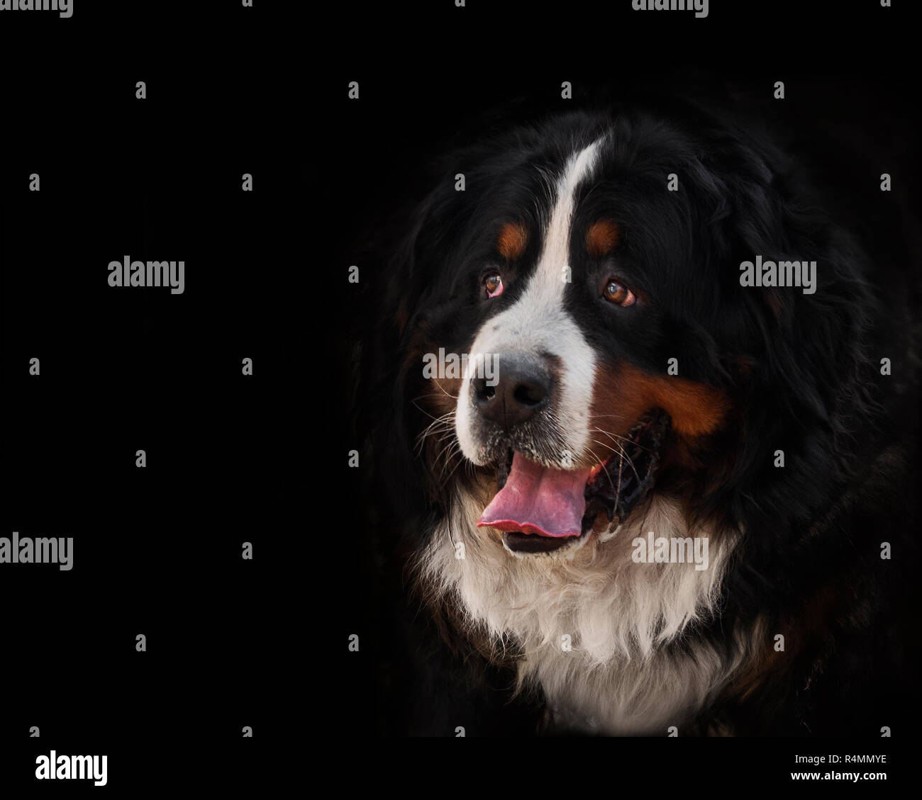 Affable hi-res stock photography and images - Alamy