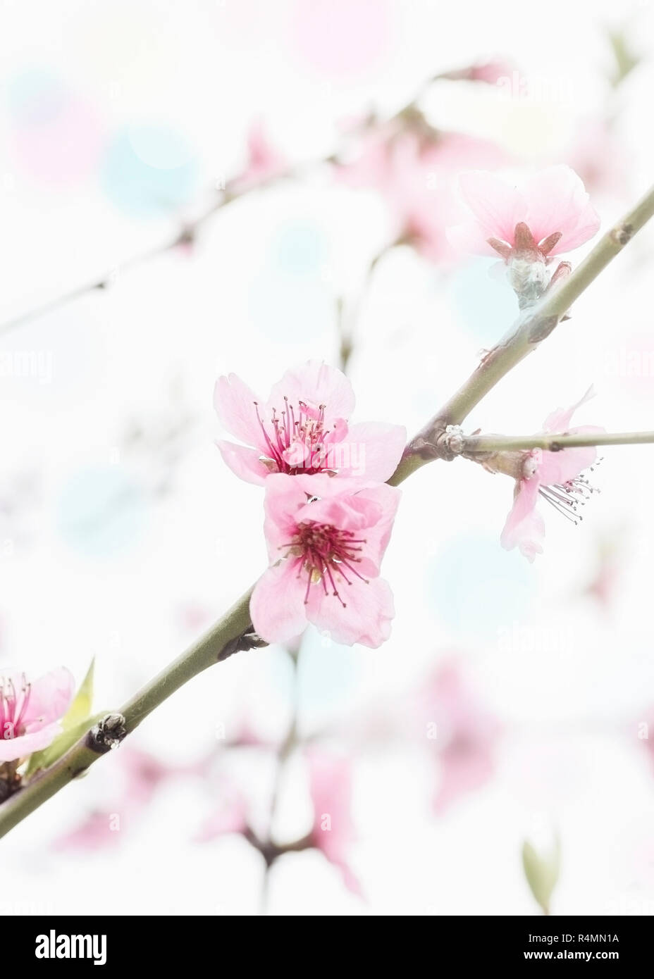 Peach buds hi-res stock photography and images - Alamy