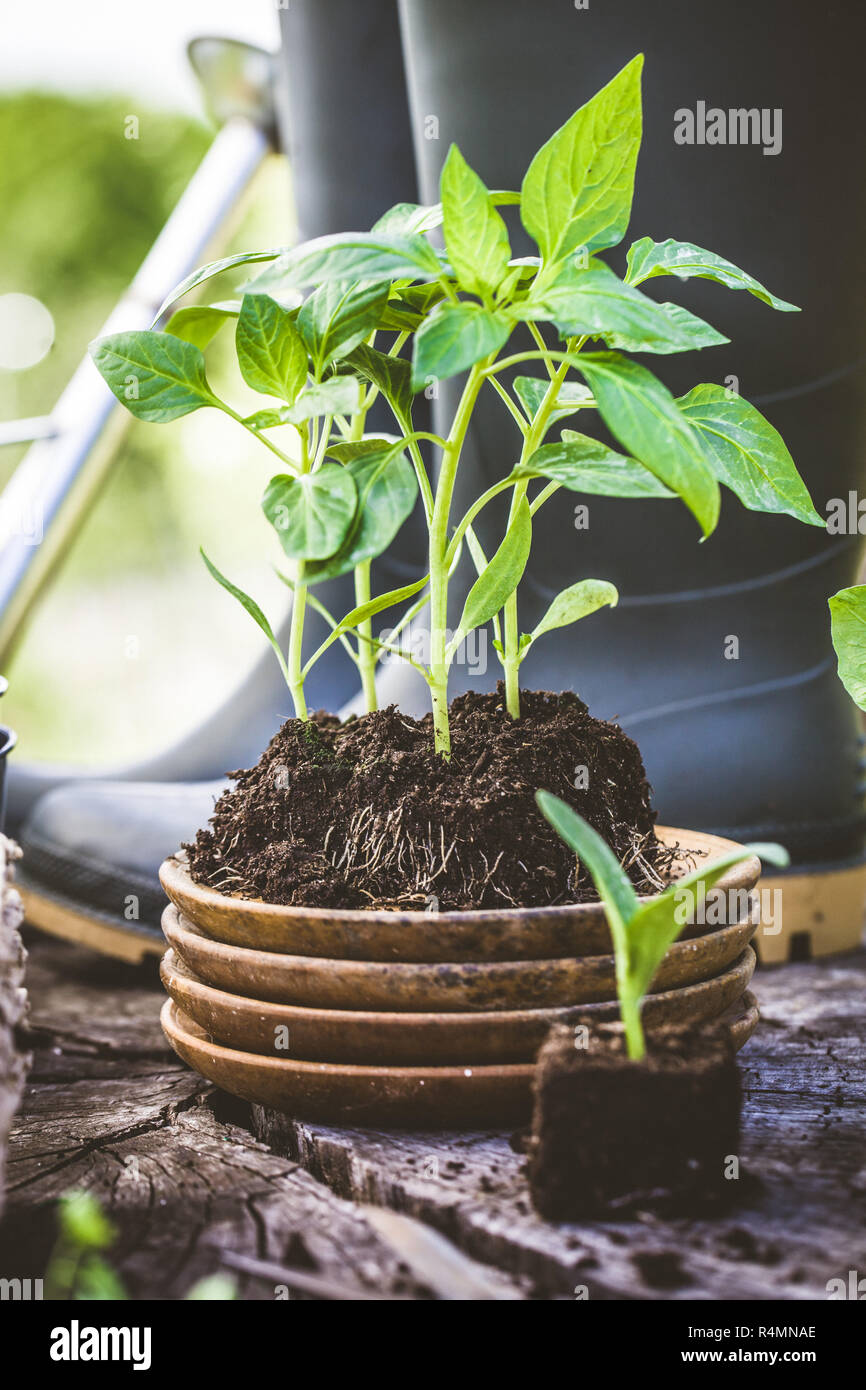 Garden seedling in spring Stock Photo - Alamy