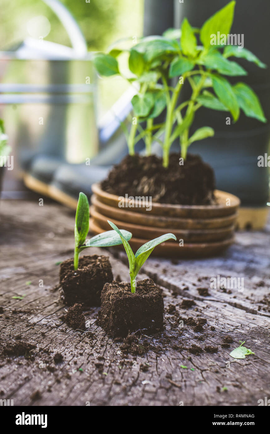 Garden seedling in spring Stock Photo - Alamy
