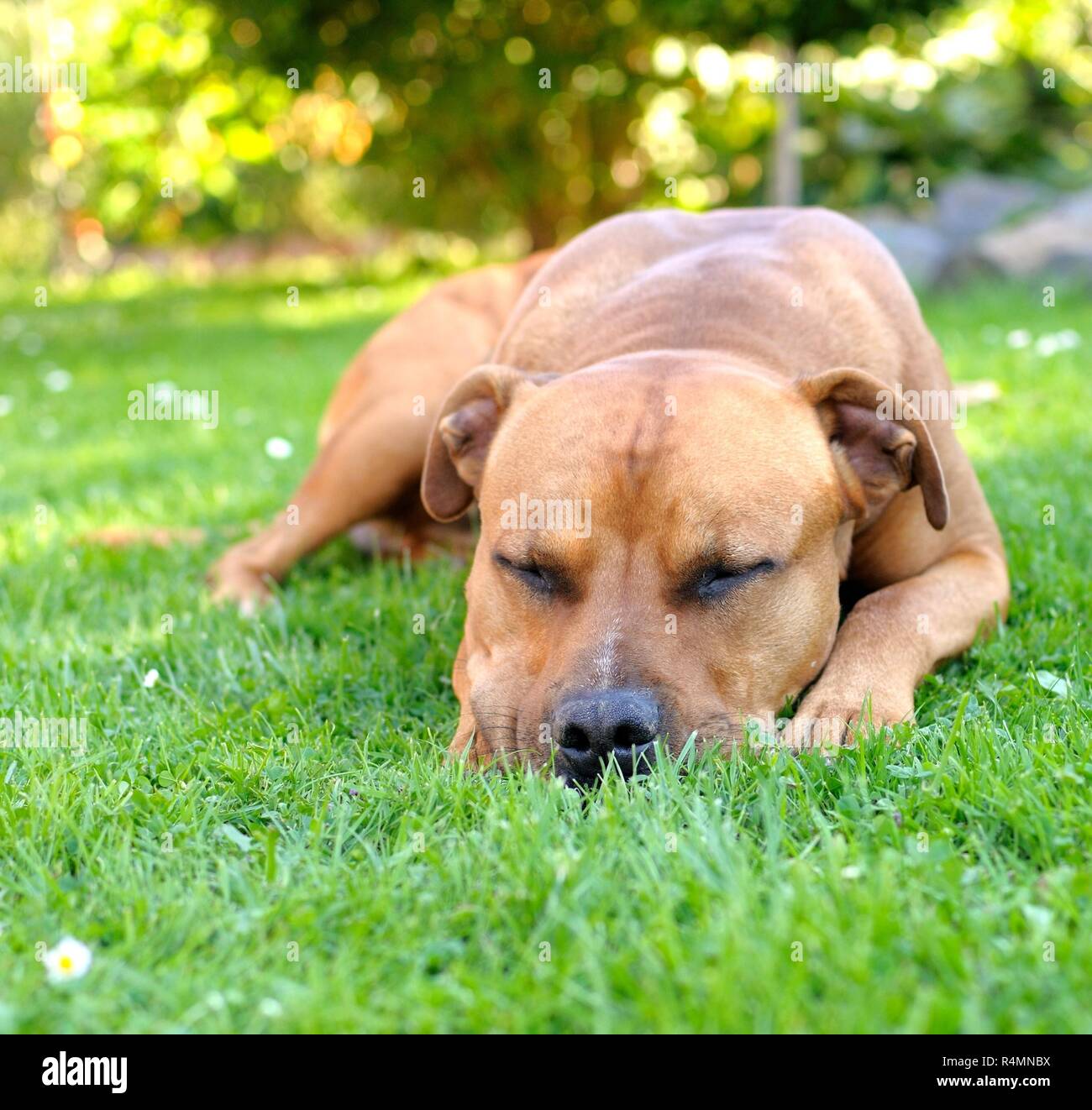 Sleeping Bull Terrier