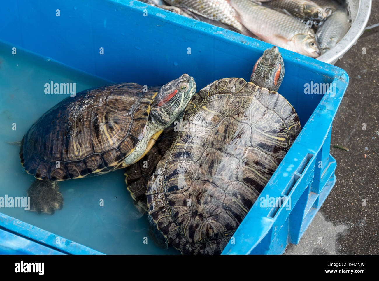 Turtles for sale hi-res stock photography and images - Alamy