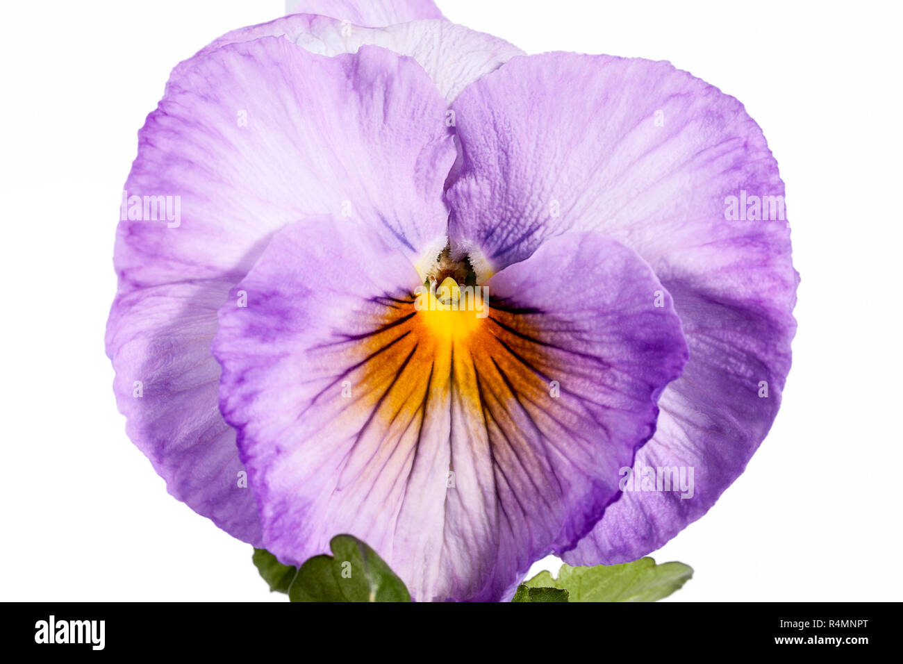 Single flower of garden pansy isolated on white background, close up ...