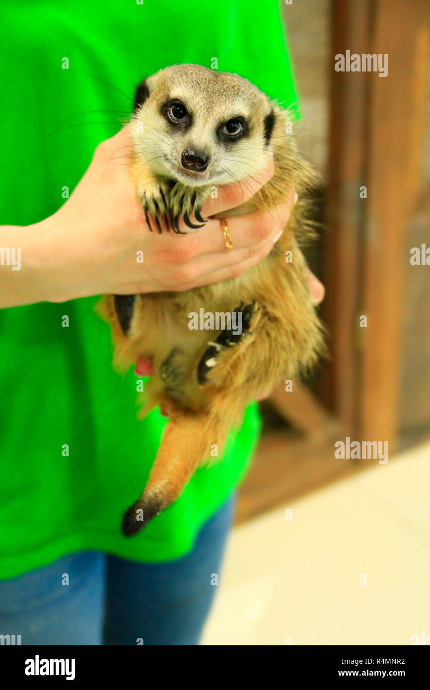 Cute meerkat in frendly human hands in contact zoo. Wild fast animal in ...