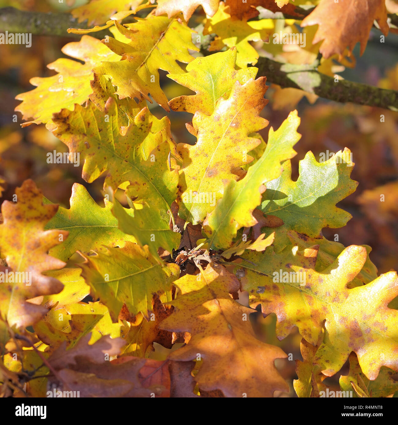 Leaves of oak tree in autumn Stock Photo - Alamy