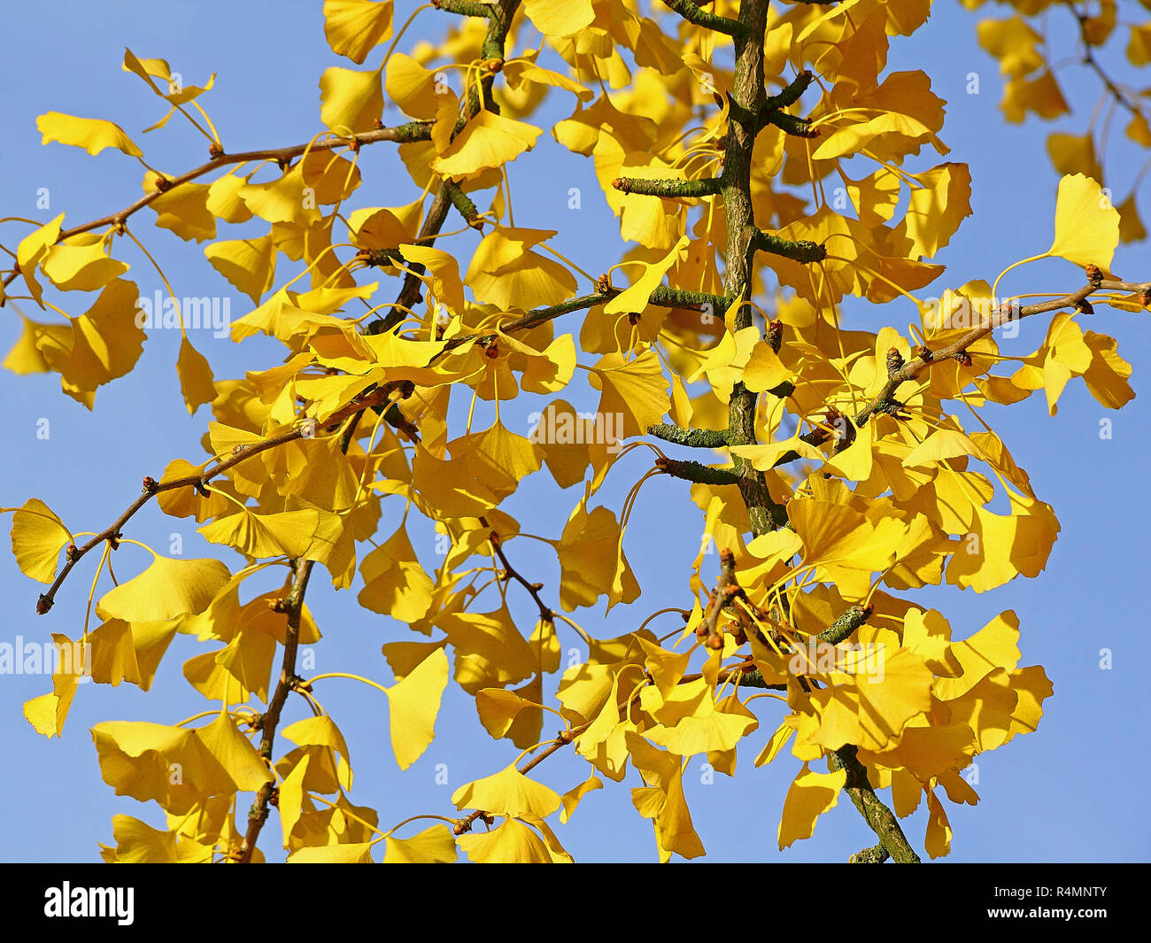 Leaves of Ginkgo tree in autumn Stock Photo - Alamy