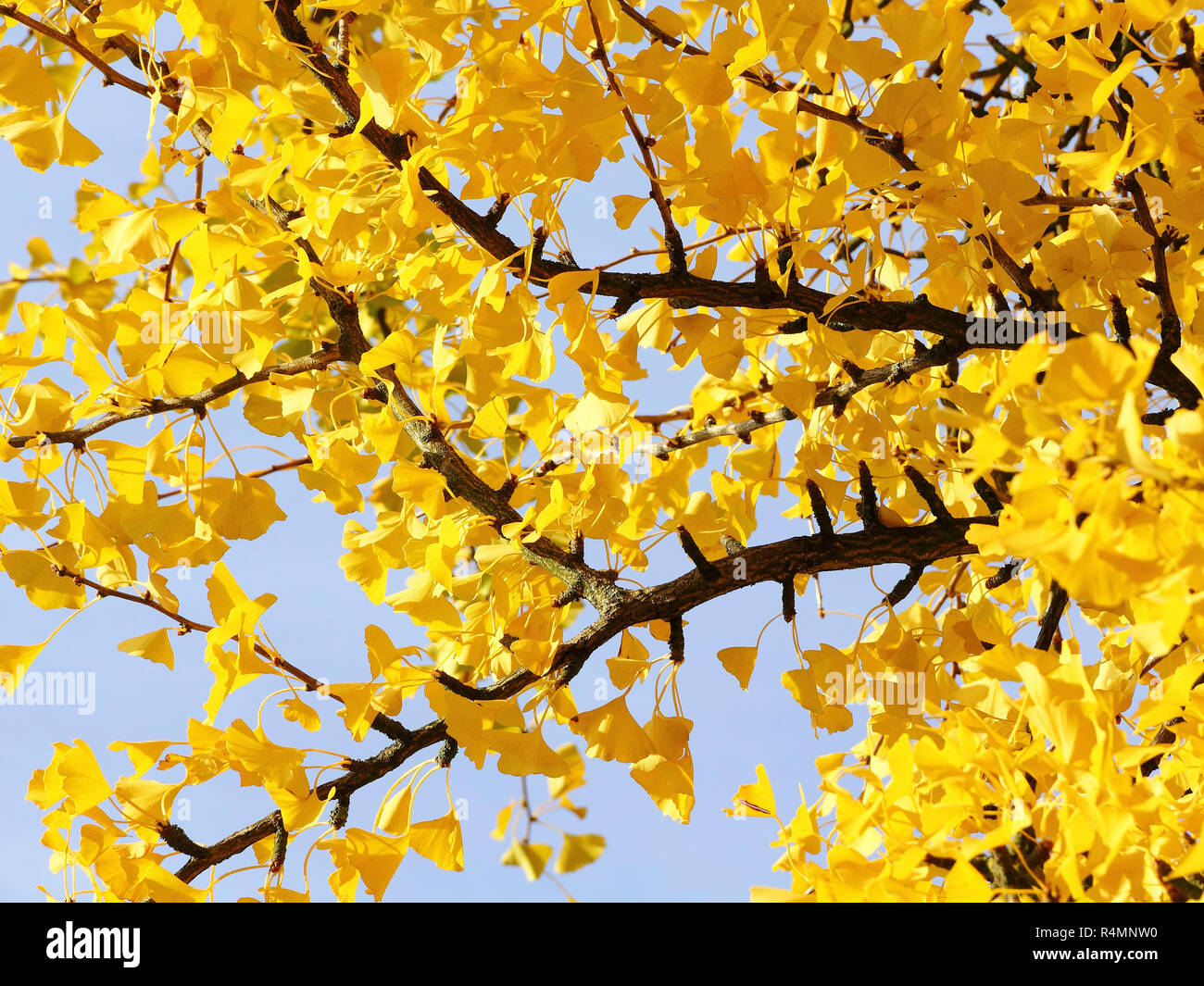 Gingko tree in autumn Stock Photo - Alamy