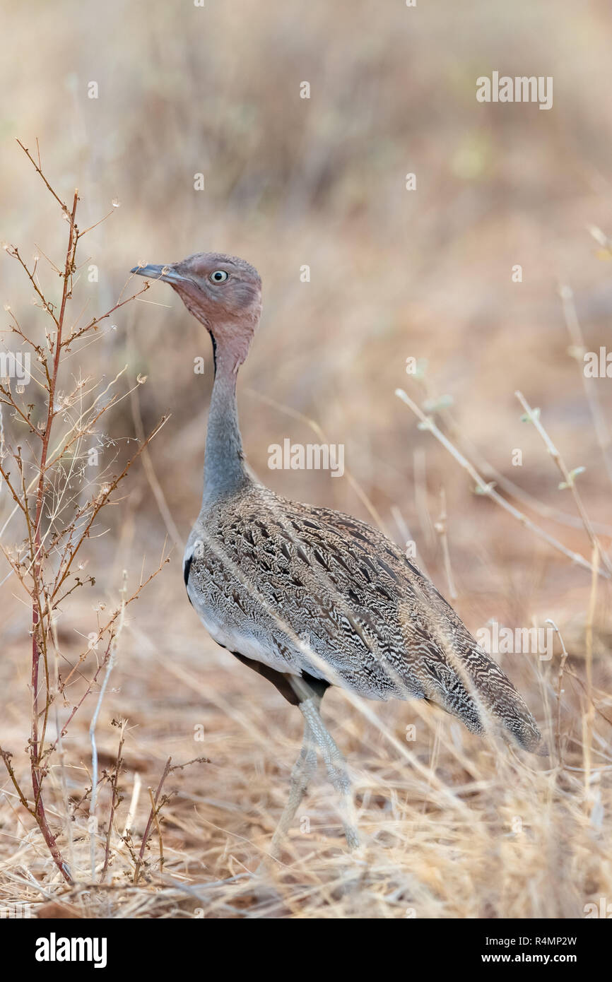 Buff-crested bustard (Lophotis gindiana) in Kenya, Africa Stock Photo ...