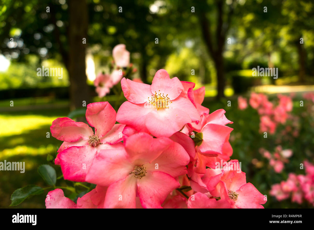 Rosa canina, commonly known as the dog rose Stock Photo - Alamy