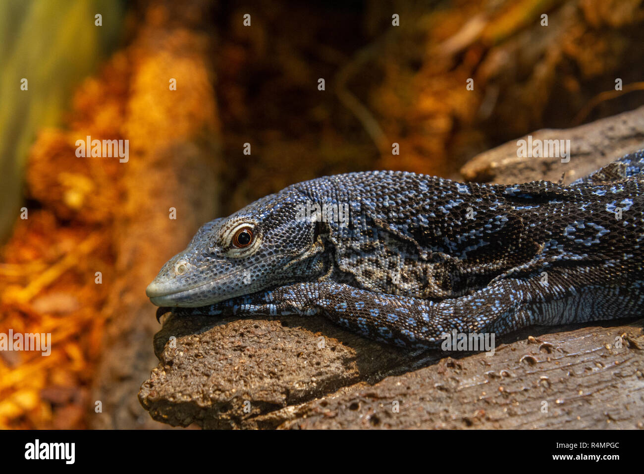 Blue tree monitor or blue-spotted tree monitor (Varanus macraei) San ...