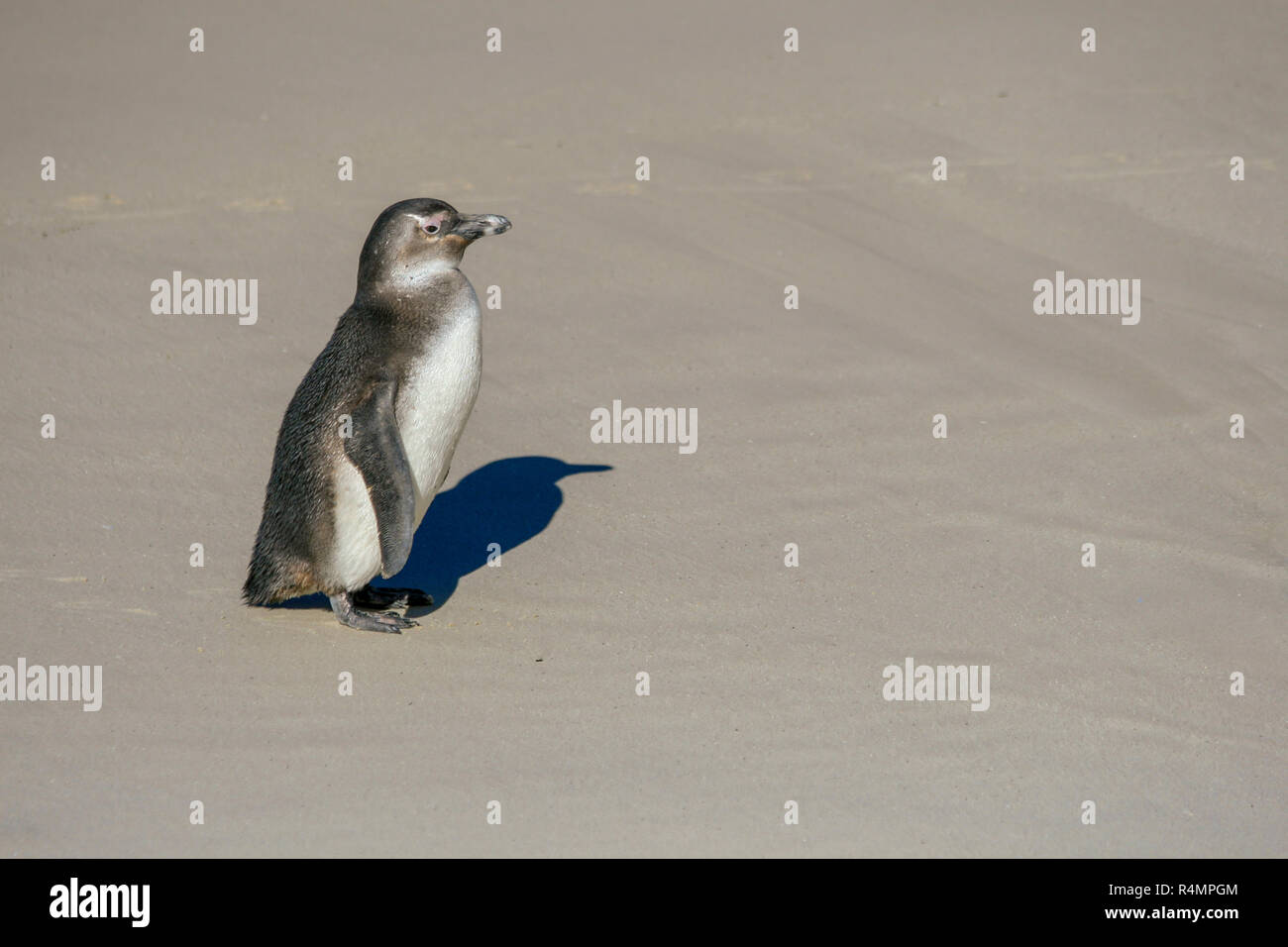 penguin baby walking alone on the ocean shore sands Stock Photo - Alamy
