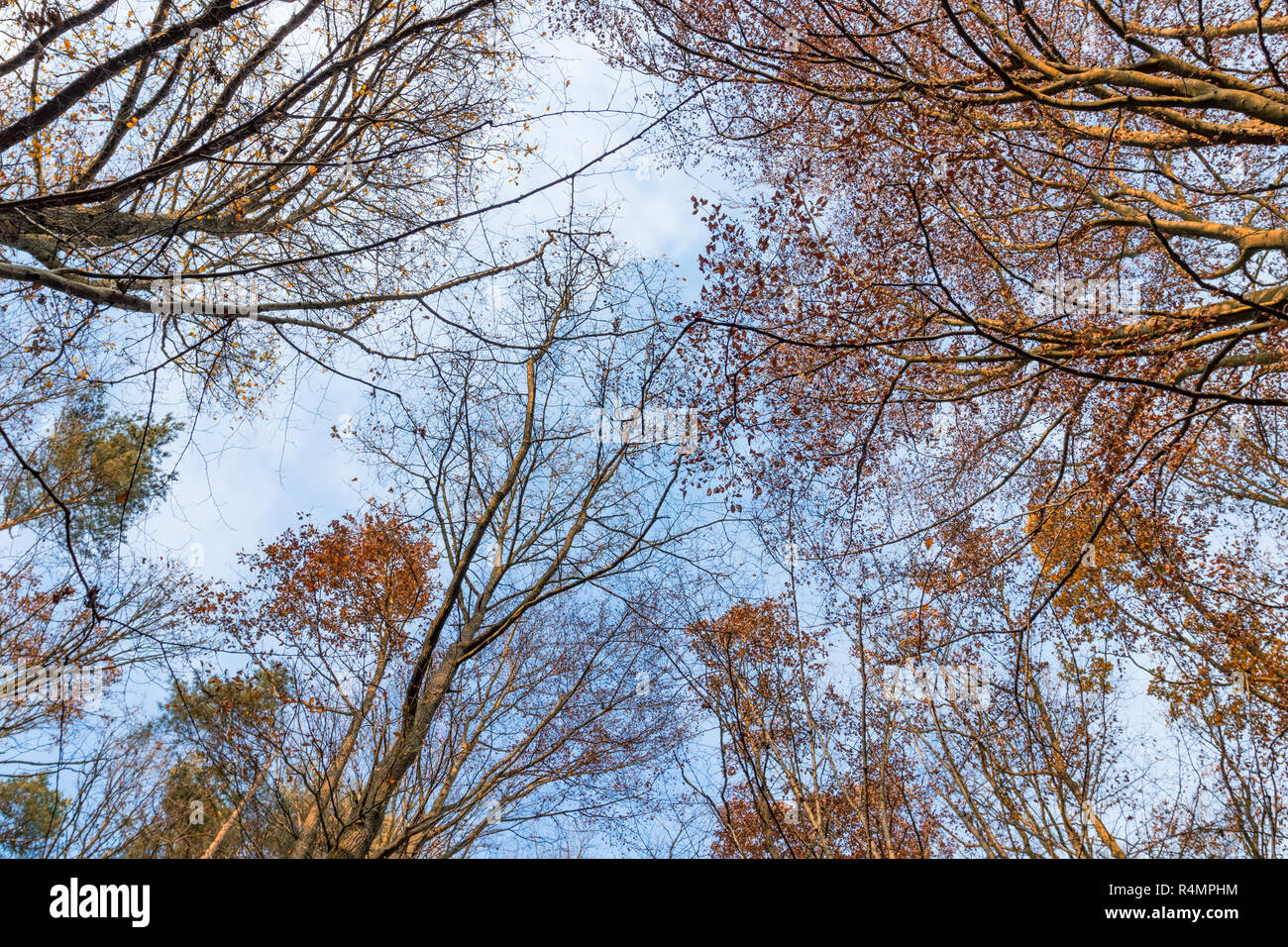 Autumn trees underside view. Fall woods. Rich colors. Blue sky Stock ...