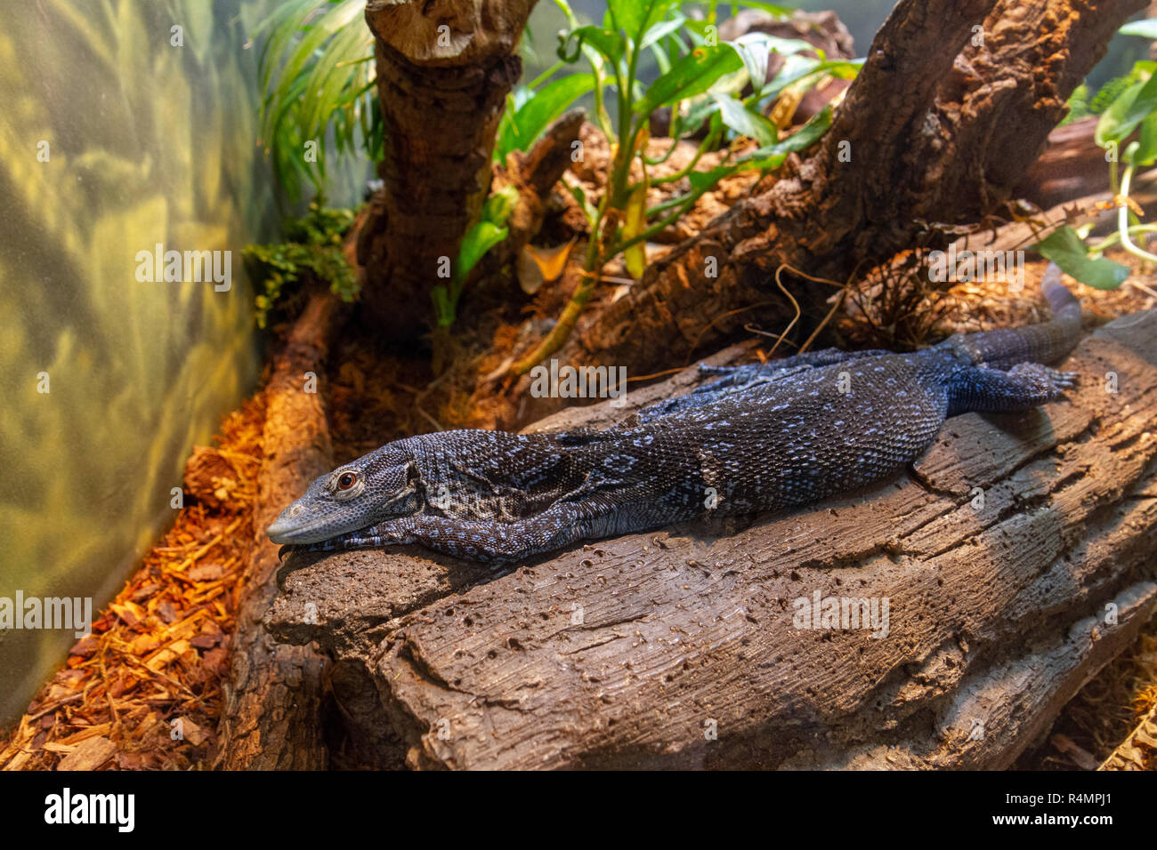 Blue tree monitor or blue-spotted tree monitor (Varanus macraei) San ...