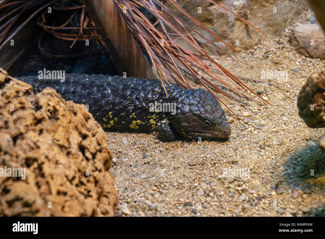 A shingleback lizard, (Tiliqua rugosa), San Diego Zoo, Balboa Park ...