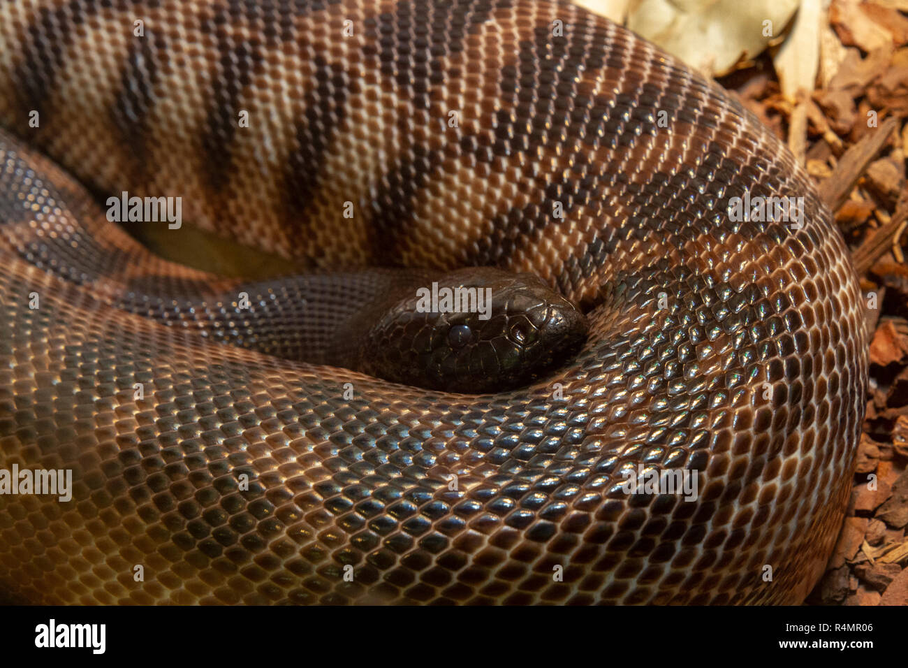 Black-headed python (Aspidites melanocephalus), San Diego Zoo, Balboa ...