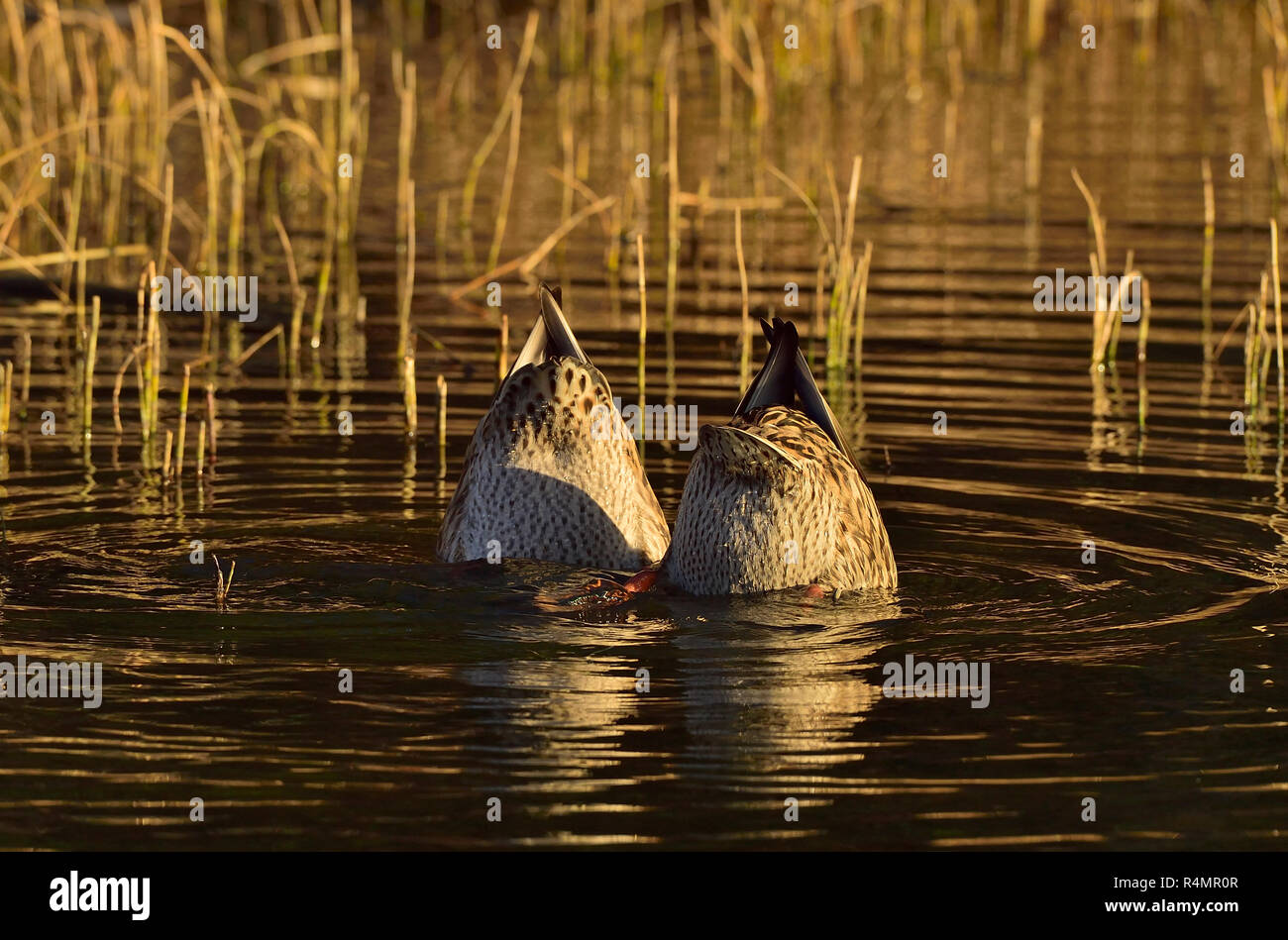 Ducks by side of pond hi-res stock photography and images - Alamy