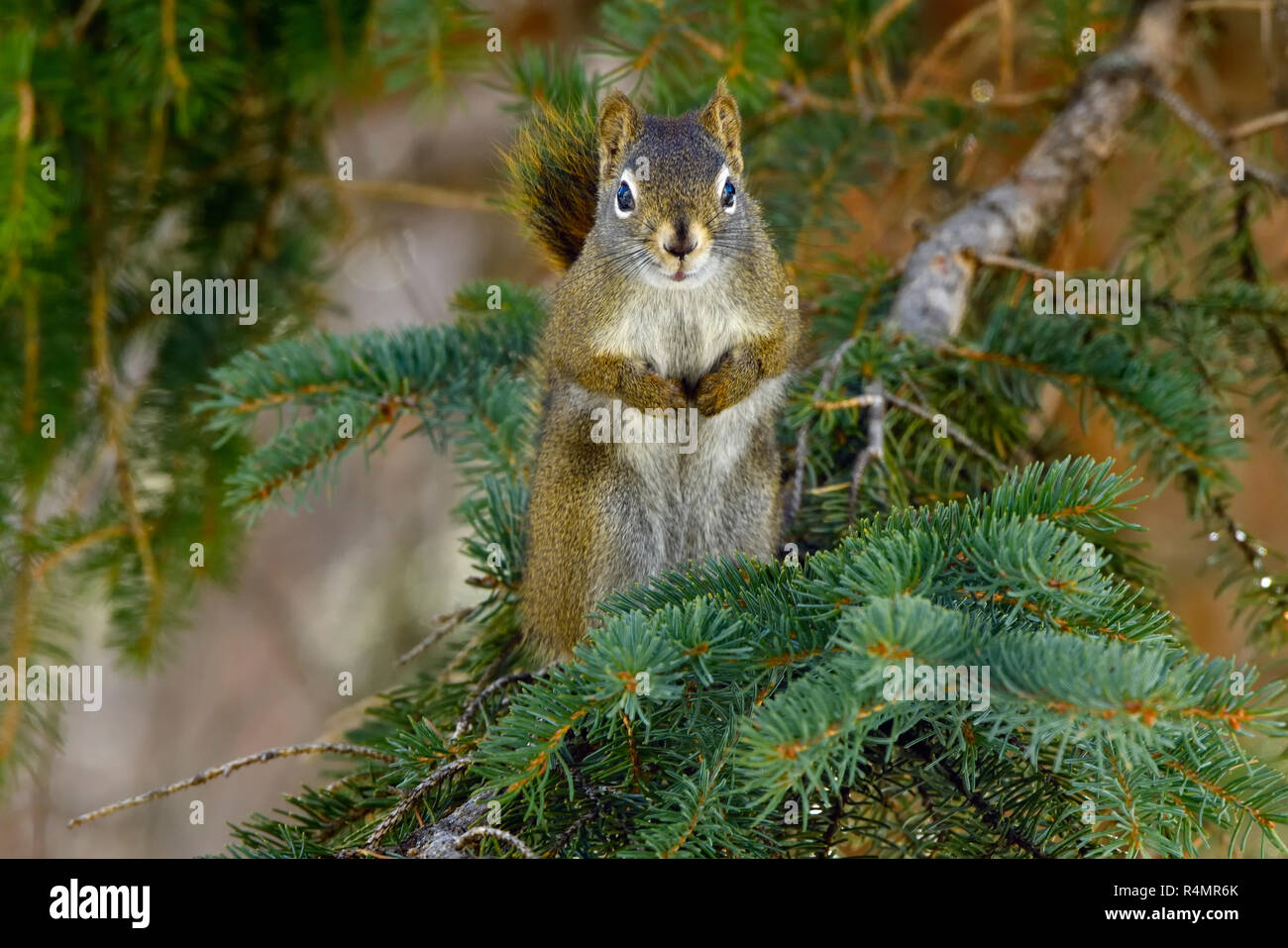 A wild red squirrel "Tamiasciurus hudsonicus"; standing upright on ...