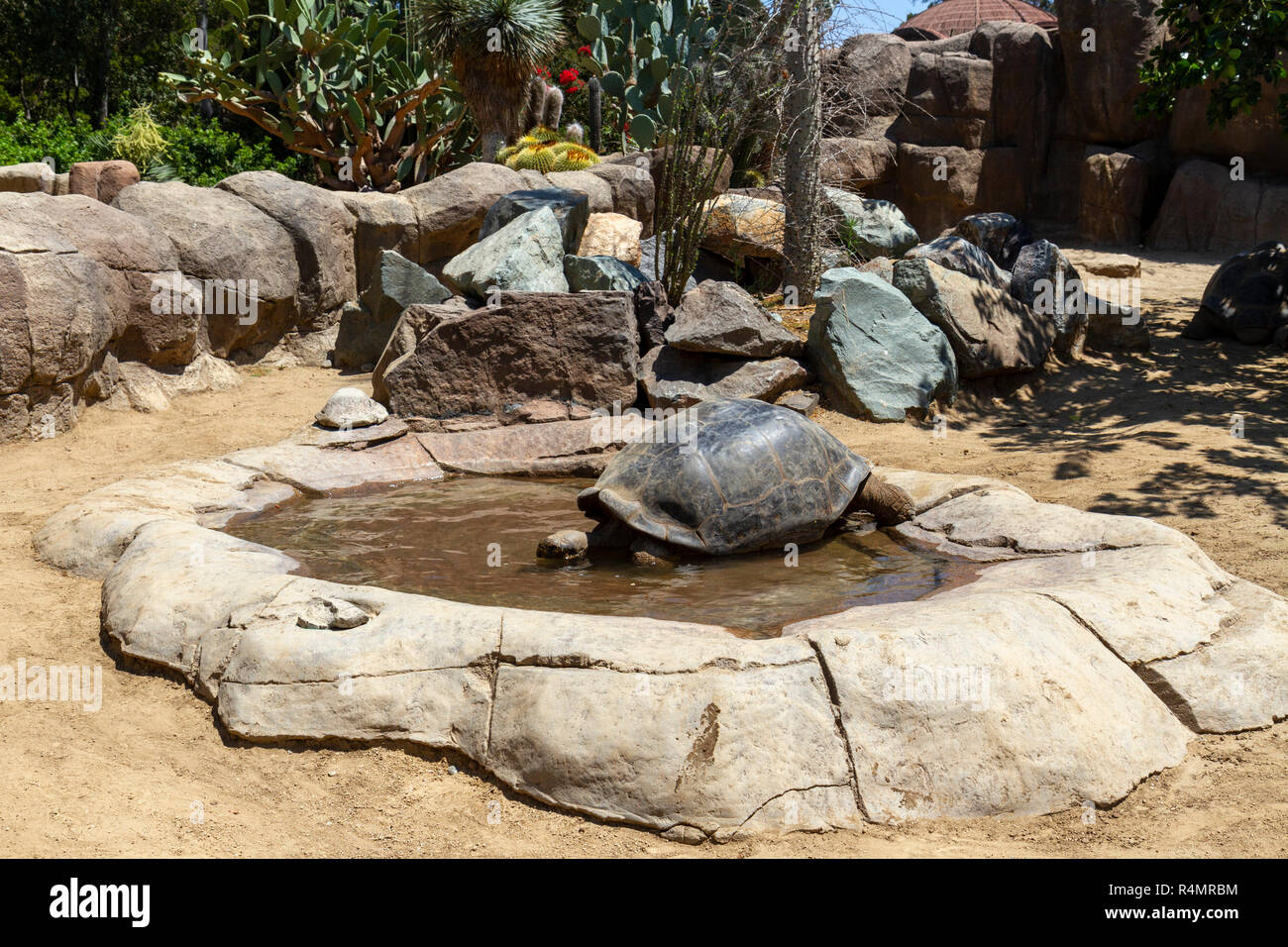 A Galápagos tortoise or Santa Cruz island tortoise, San Diego Zoo ...
