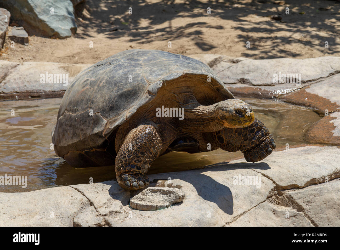 A Galápagos tortoise or Santa Cruz island tortoise, San Diego Zoo ...