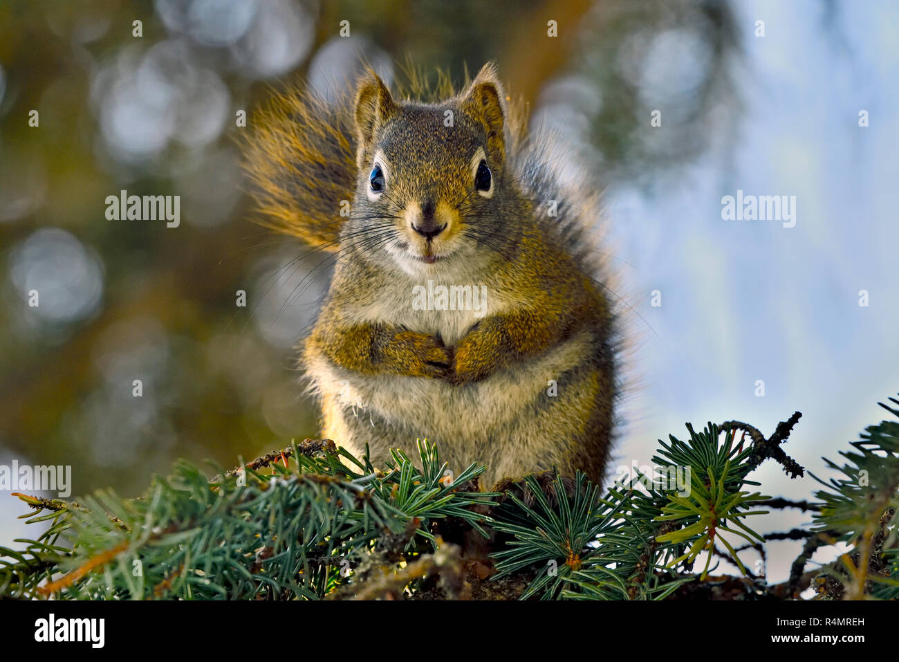 A wild red squirrel "Tamiasciurus hudsonicus"; sitting upright on ...