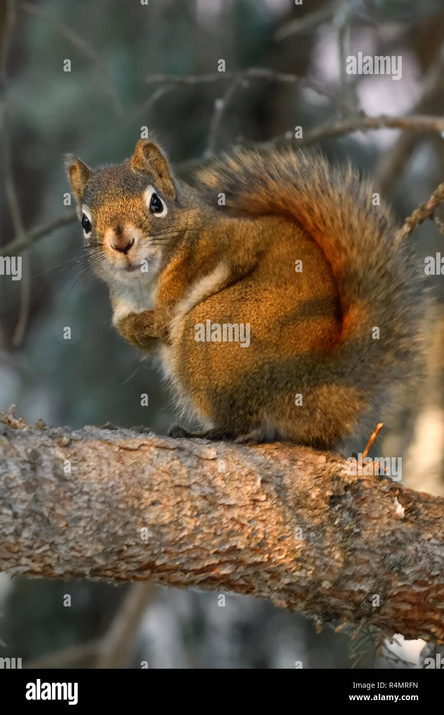 A wild red squirrel "Tamiasciurus hudsonicus"; looking back while ...