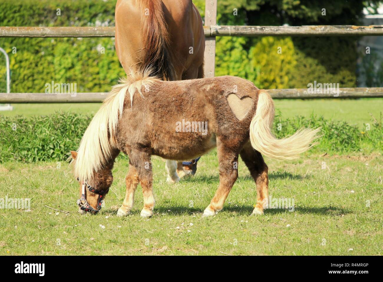 little pony with heart Stock Photo - Alamy