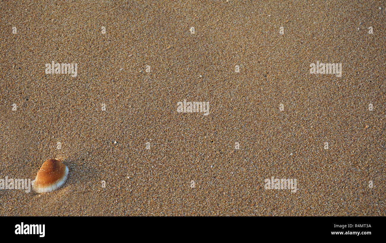 Shells on beach algarve portugal hi-res stock photography and images ...