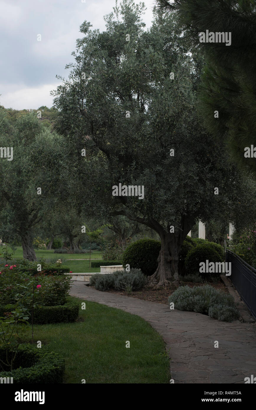 Natural olive tree view hi-res stock photography and images - Alamy