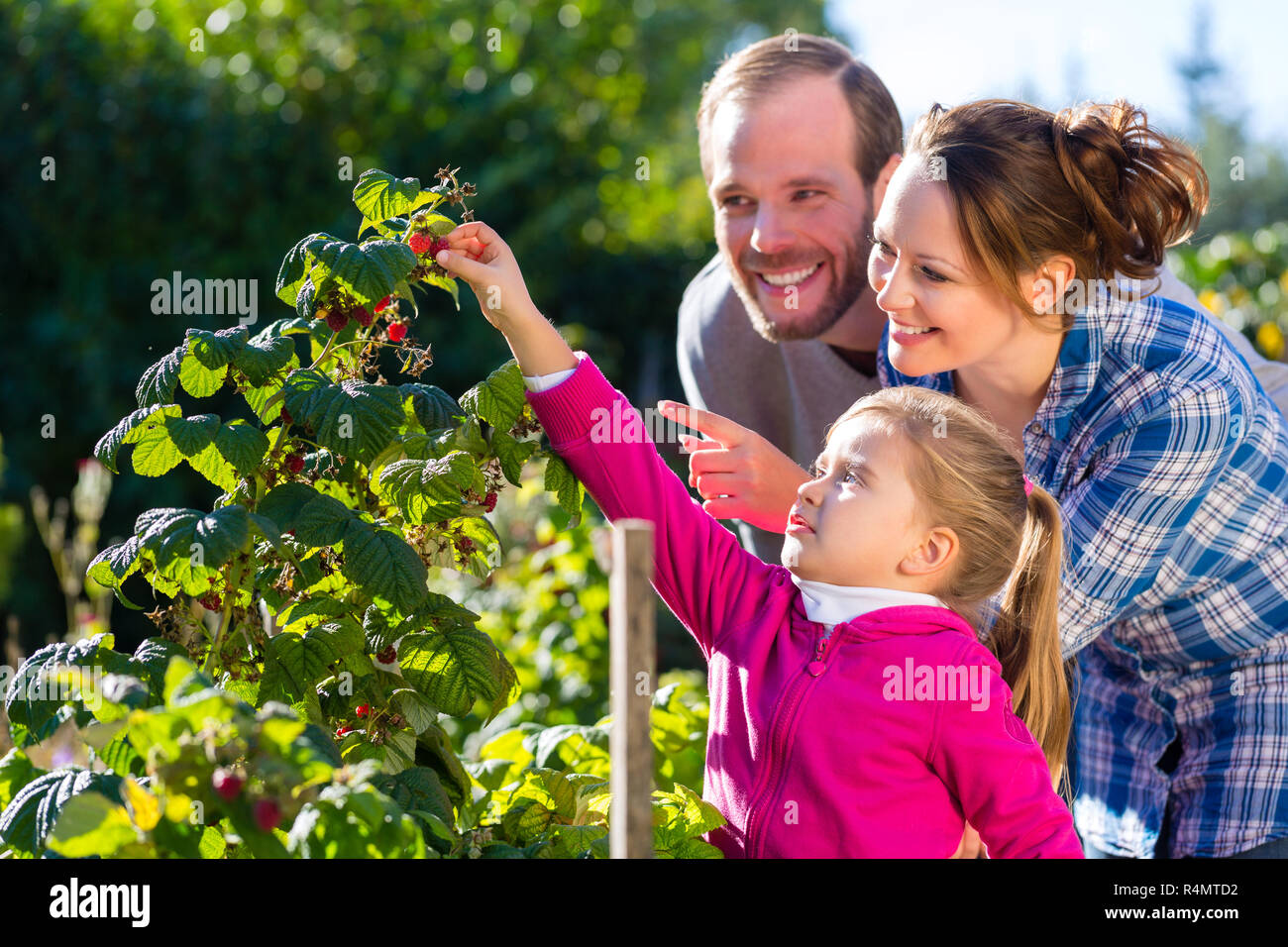Family picking berries in garden Stock Photo - Alamy