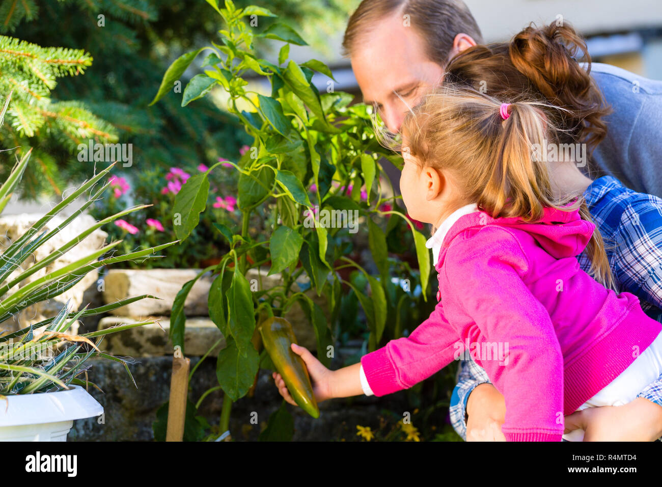 Family in garden harvesting bell pepper Stock Photo - Alamy