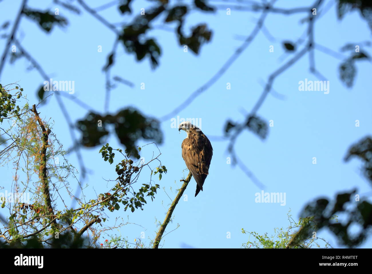Bunjil the wedge tailed eagle hi-res stock photography and images - Alamy