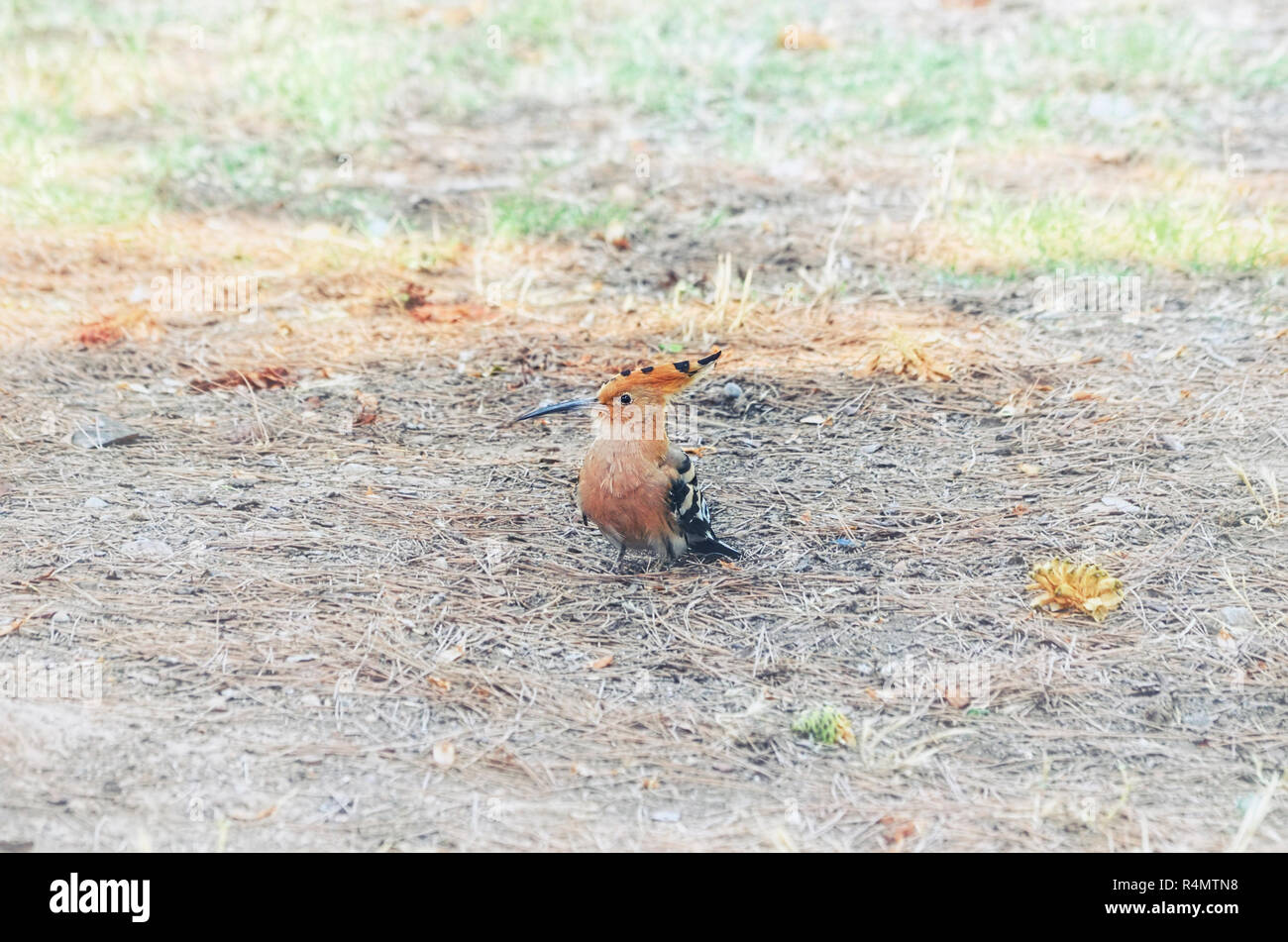 Black down curved bill hi-res stock photography and images - Alamy