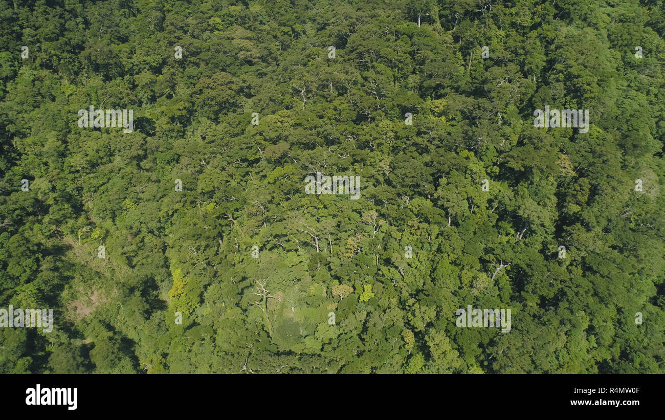 Aerial view of mountains with green forest, trees, jungle. Slopes of ...