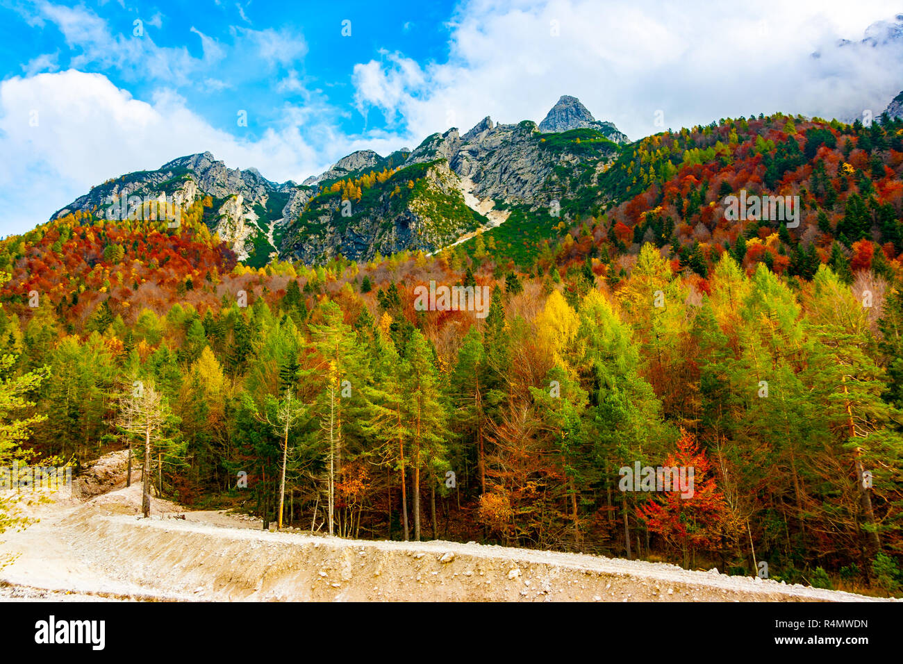 Colorful forest below Jof di Montasio in autumn, Julian Alps, Val Dogna ...
