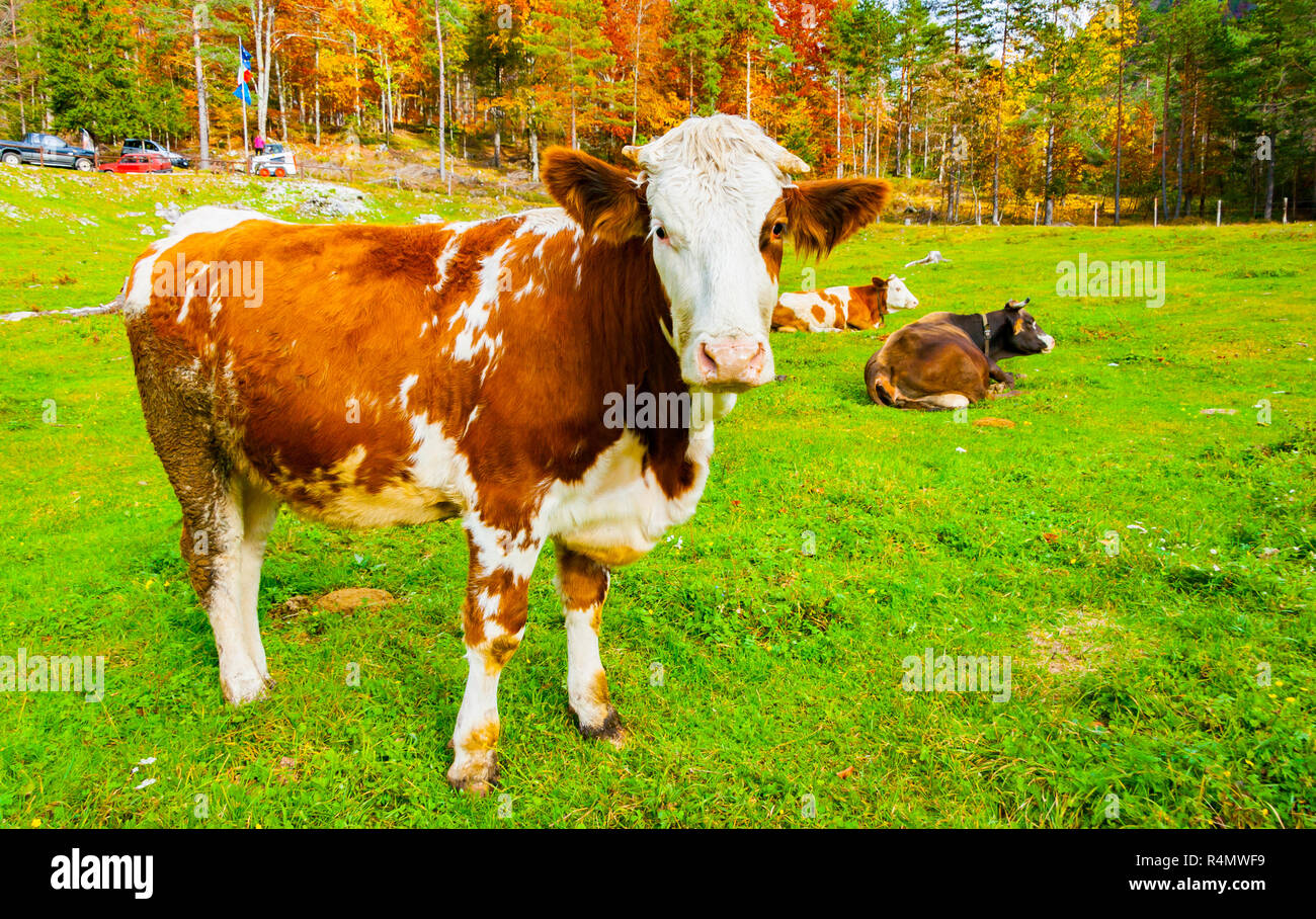 Belgian Red Cattle