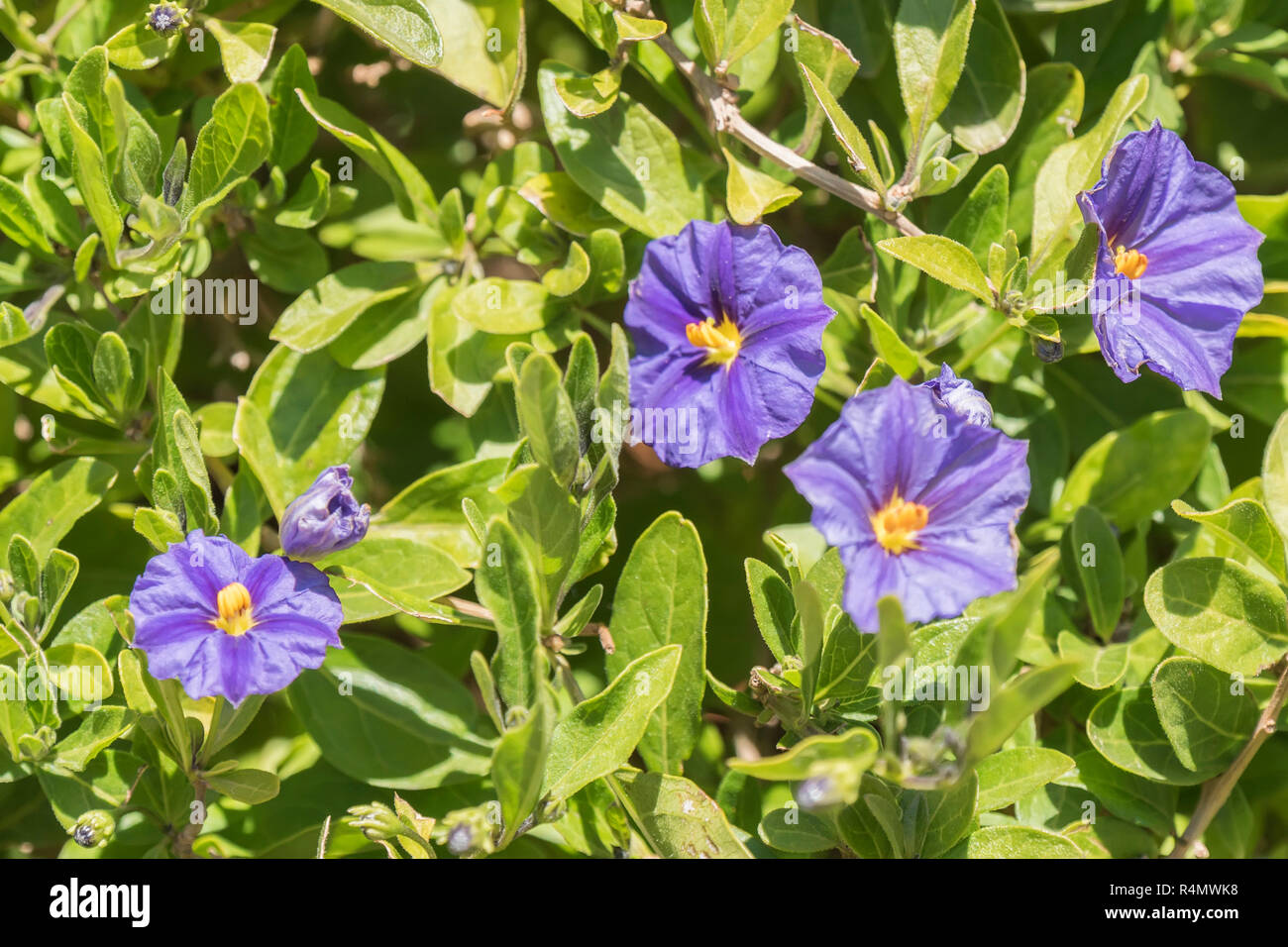 Blue solanum shrub solanum rantonnetii hi-res stock photography and ...