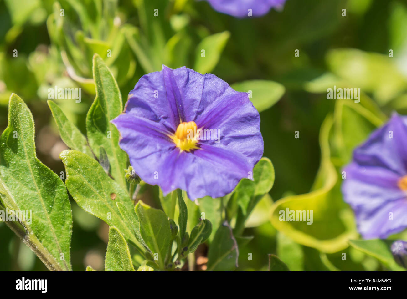 Blue solanum shrub solanum rantonnetii hi-res stock photography and ...