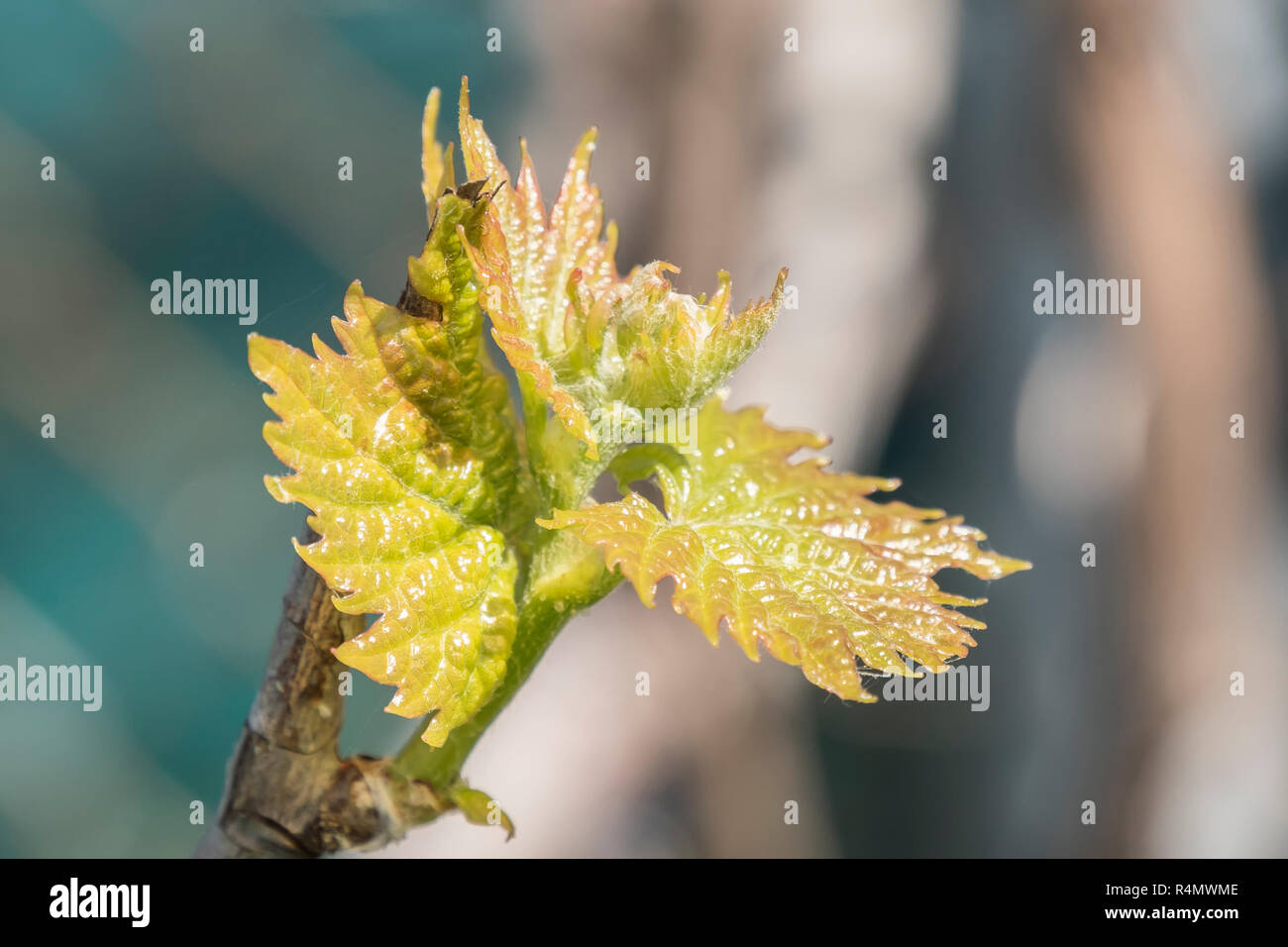 Sprout of Vitis vinifera, grape vine Stock Photo - Alamy