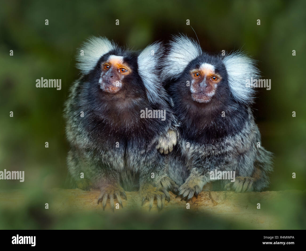Common marmoset Callithrix jacchus CAPTIVE Stock Photo - Alamy
