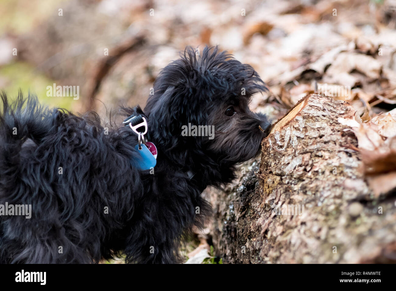 little black dog Stock Photo - Alamy