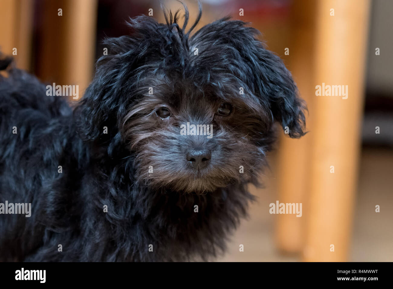 little black dog Stock Photo - Alamy