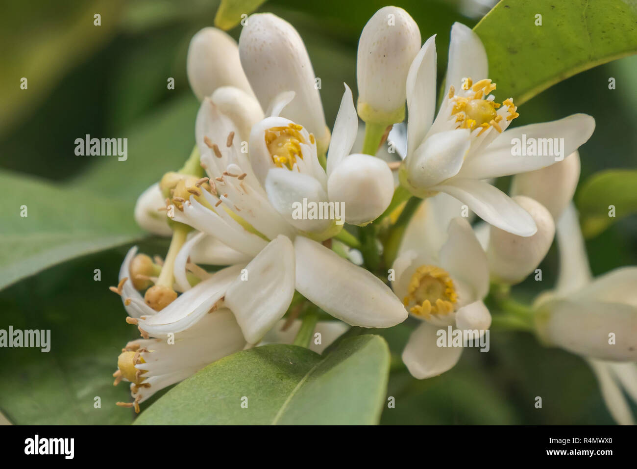 Azahar flowers hi-res stock photography and images - Alamy