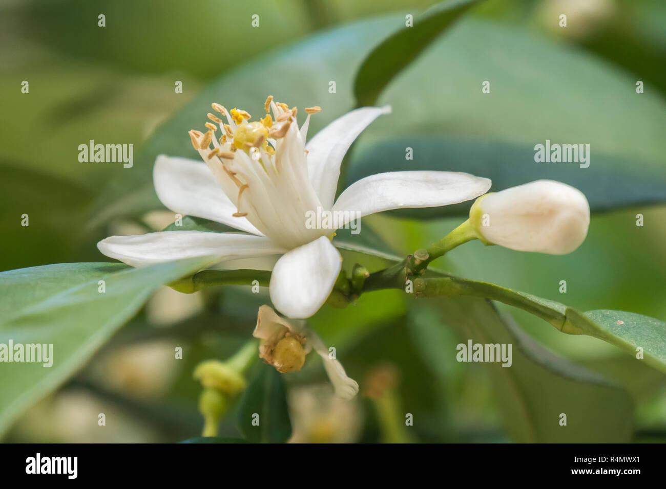 Orange blossom in spring, azahar flower Stock Photo - Alamy