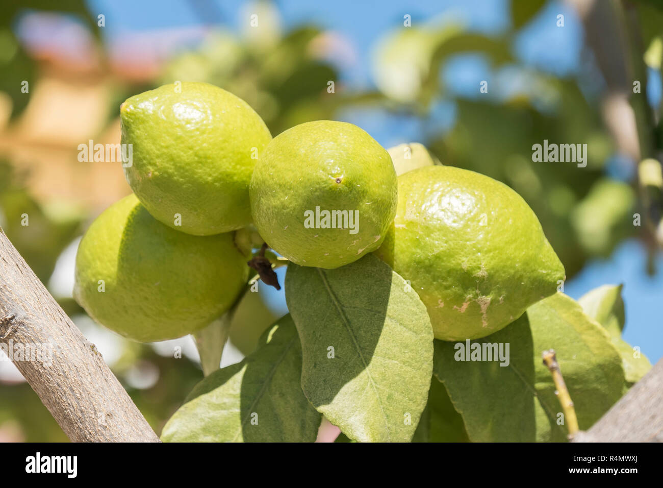 Unripe citron hi-res stock photography and images - Alamy